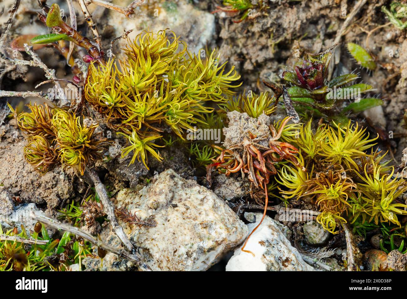 Weissia hi-res stock photography and images - Alamy