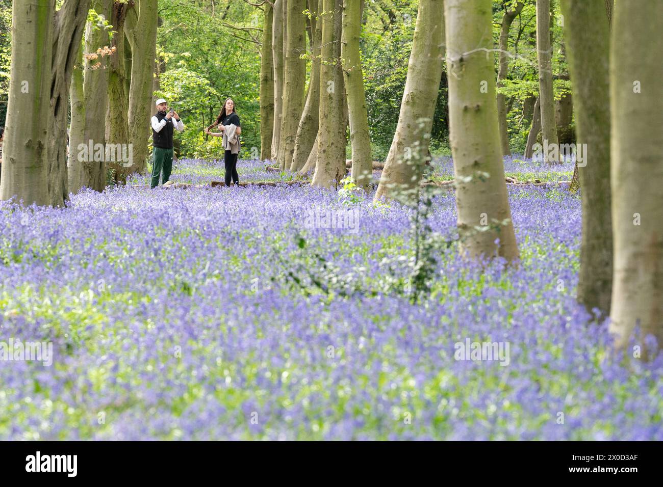 Visitors to Wanstead Park in north-east London enjoy the early display ...