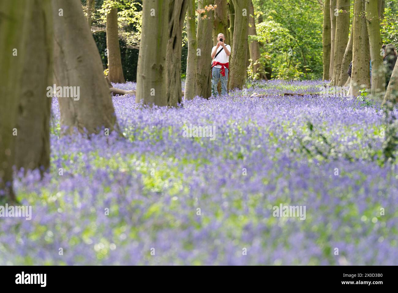 Visitors to Wanstead Park in north-east London enjoy the early display ...