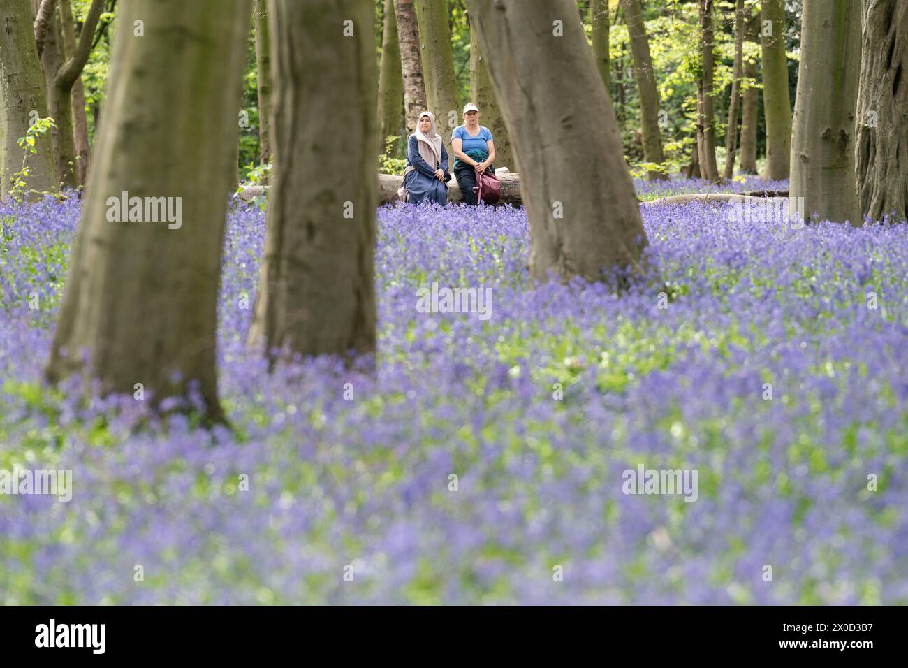 Visitors to Wanstead Park in north-east London enjoy the early display ...