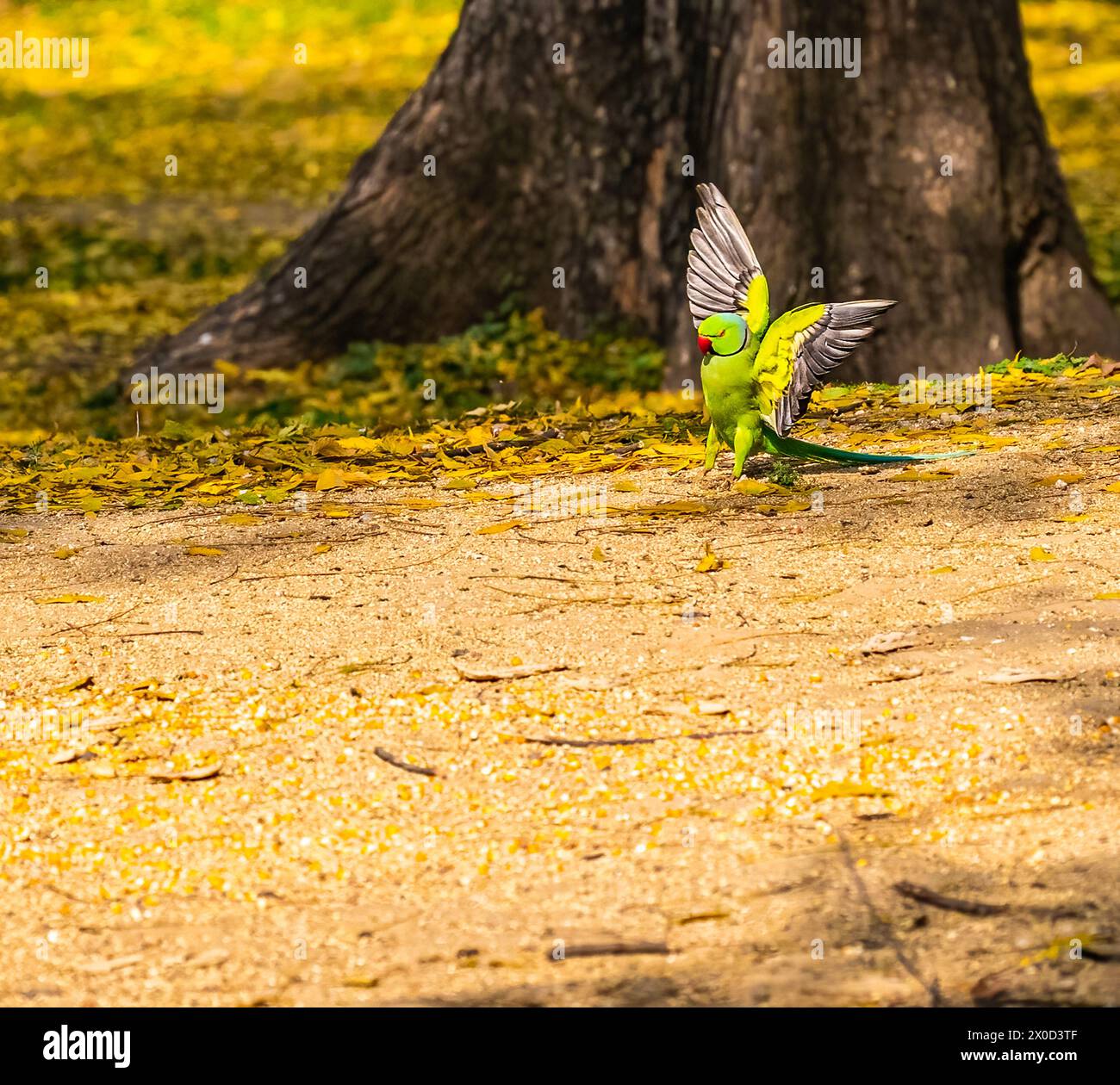 Parrot open wings hi-res stock photography and images - Alamy