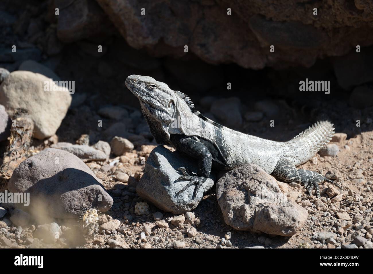 A Spiny Tailed Iguana lizard also called Baja California spiny-tailed ...