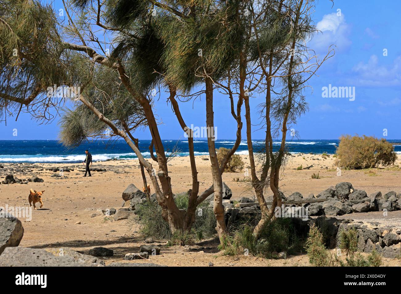 Beach scene with tamarisk trees, small tan coloured dog and a man in ...