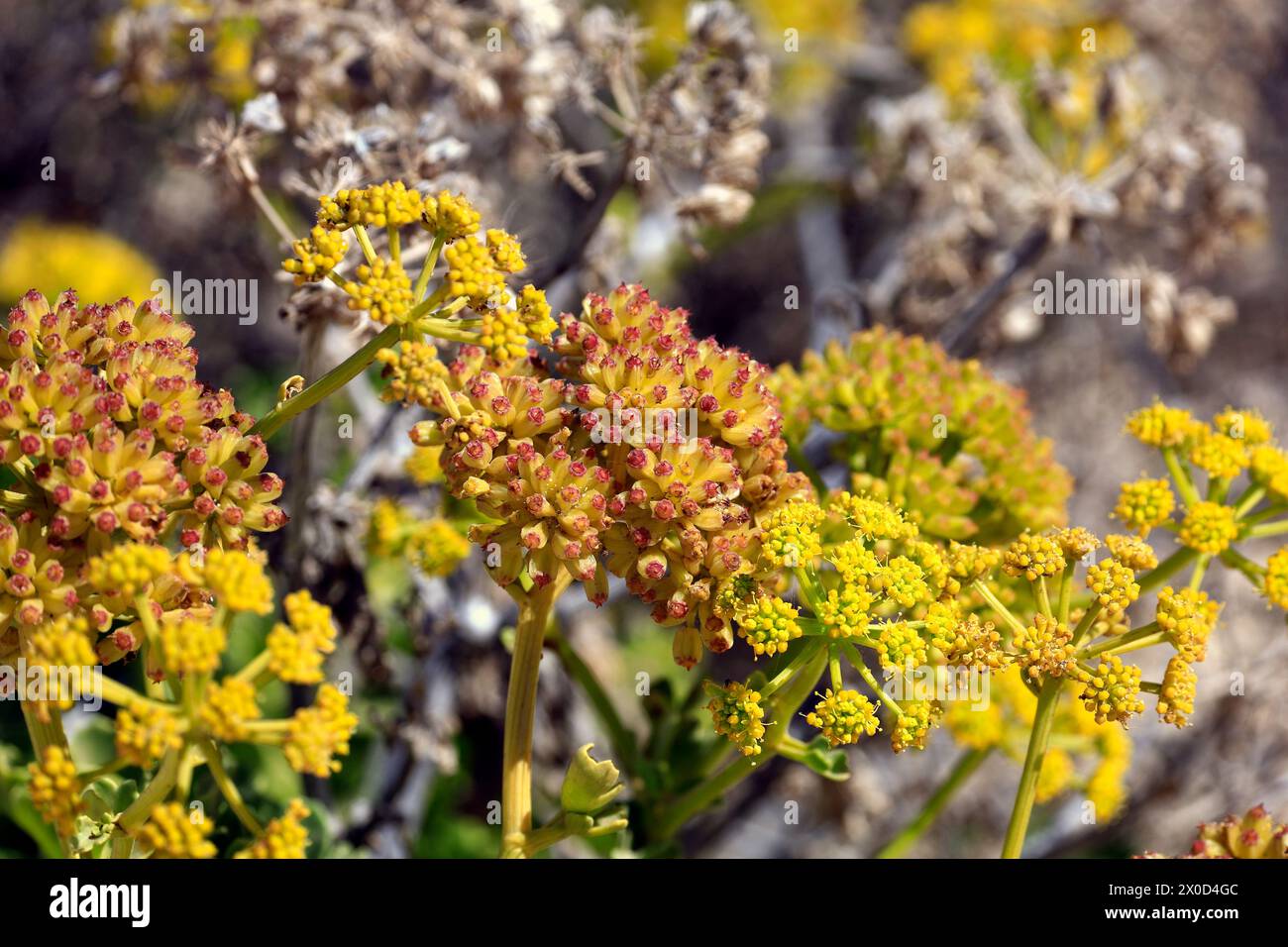 Yellow flowers on sand dunes, El Cotillo, Fuerteventura. Taken February 2024. cym Stock Photo ...