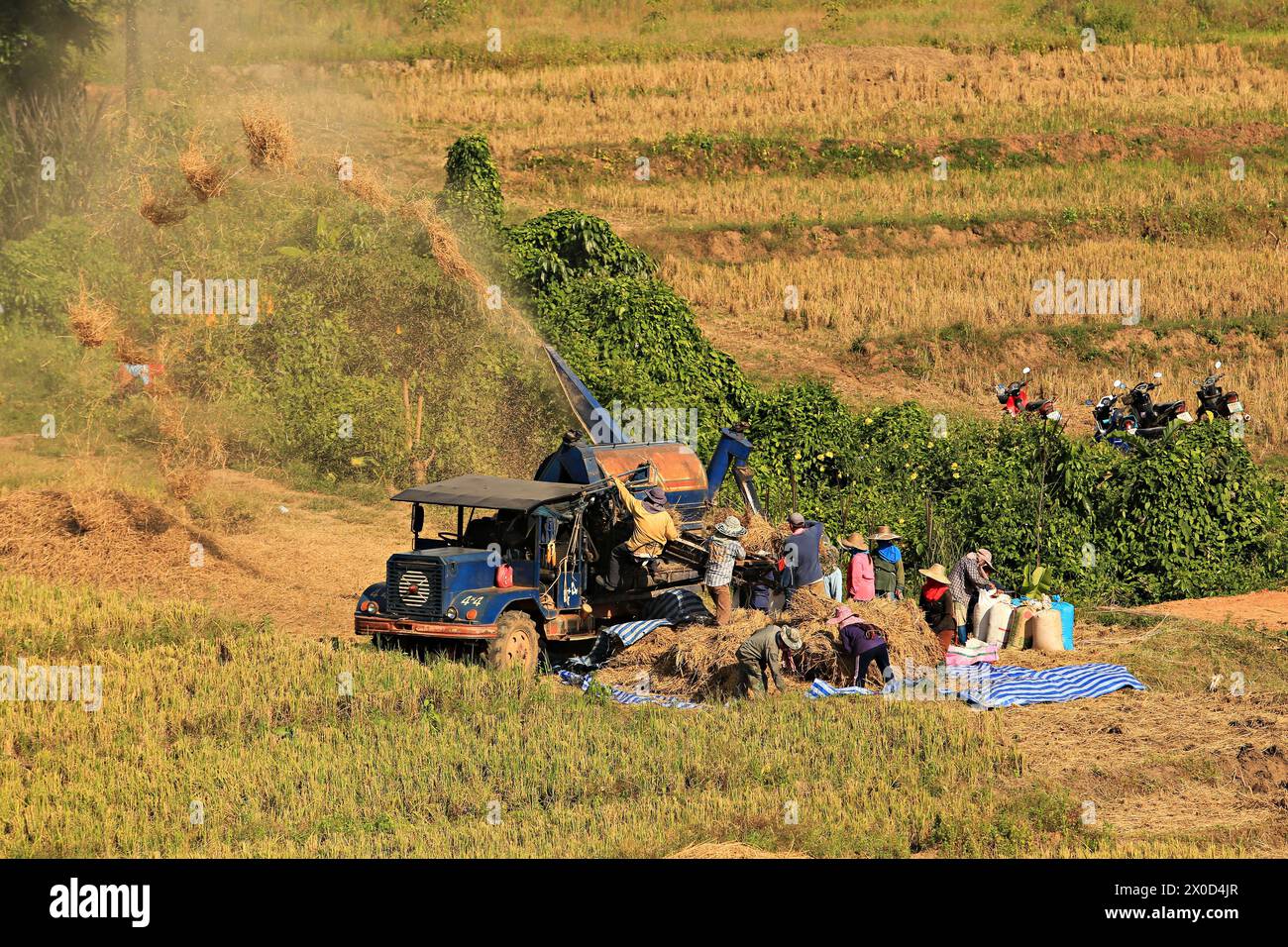 Farmer mills rice with rice mill truck after harvest At Ban Chiang Dao ...