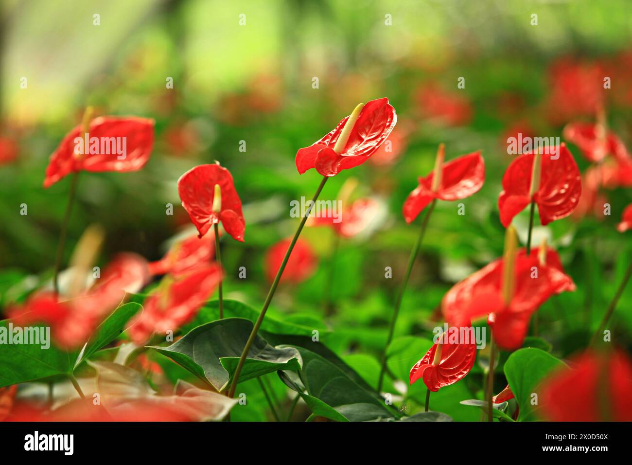 Anthurium andraeanum (Flamingo Flower) Blooms in wild tropical areas in ...
