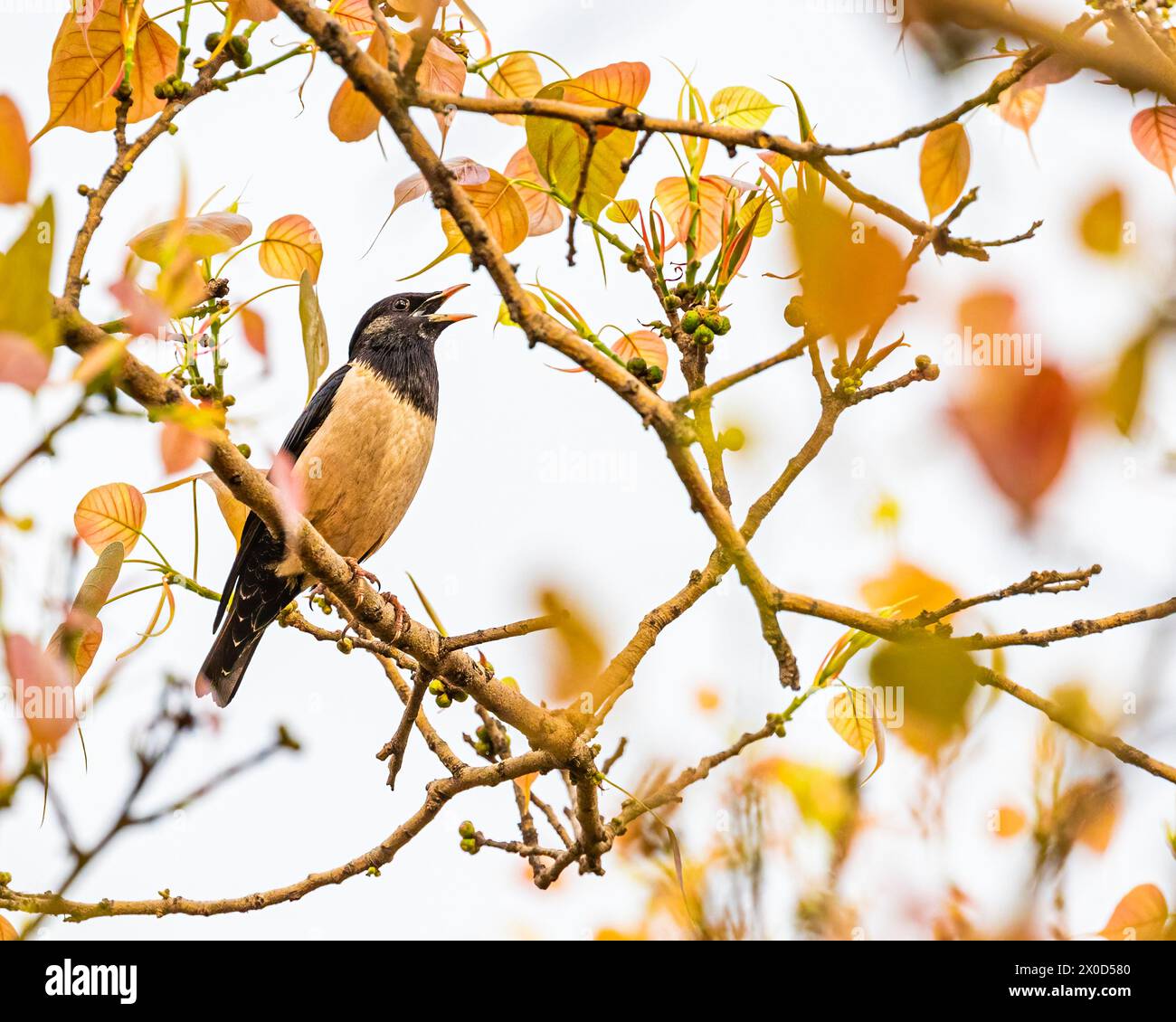 Locust starling hi-res stock photography and images - Alamy