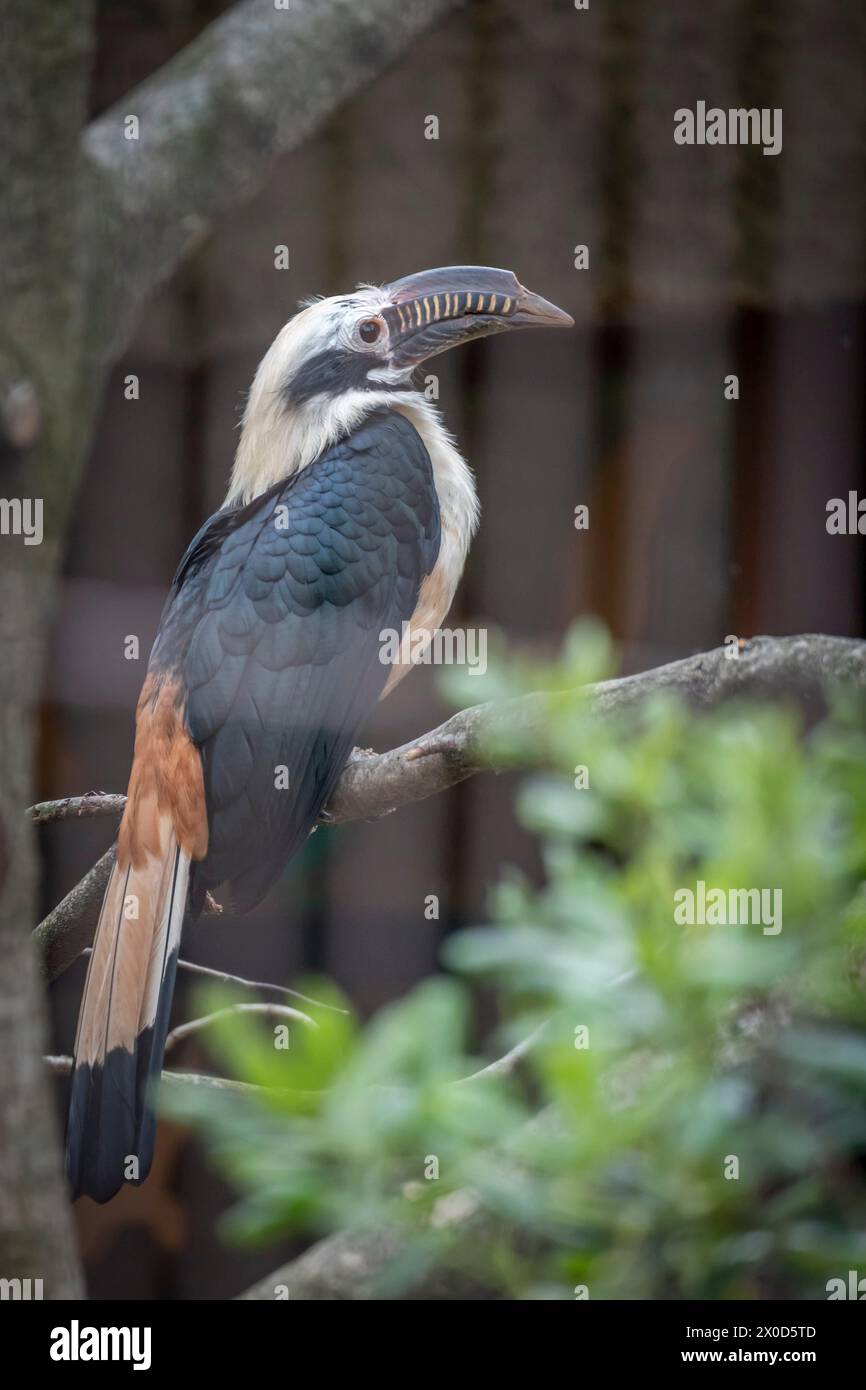 The menagerie, the zoo of the plant garden. View of a tarictic hornbill ...