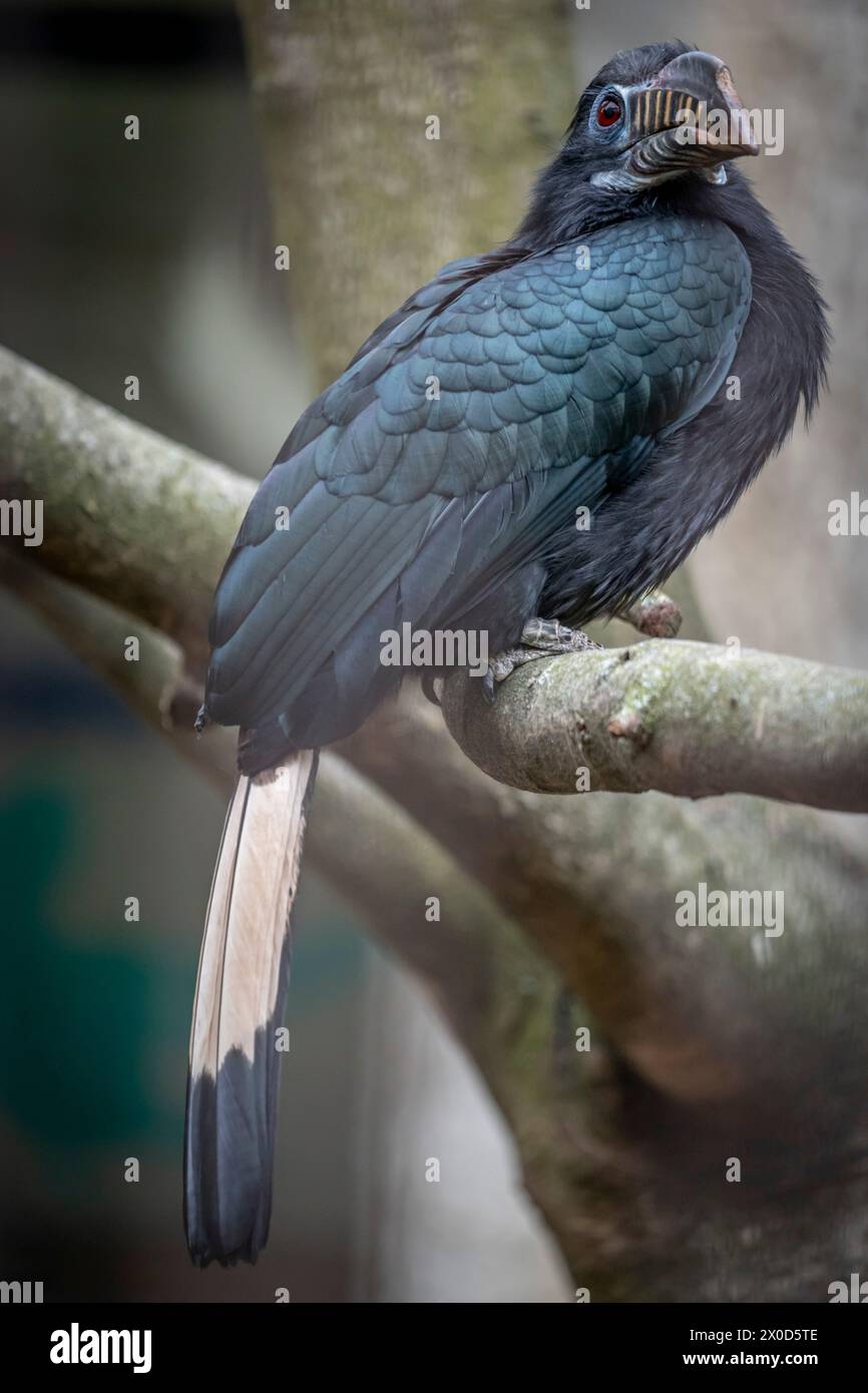 The menagerie, the zoo of the plant garden. View of a tarictic hornbill ...