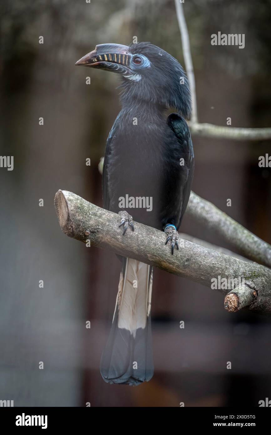 The menagerie, the zoo of the plant garden. View of a tarictic hornbill ...