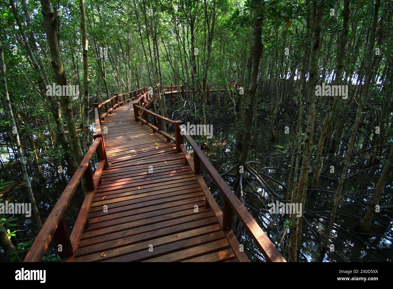 Mangrove forest in mu ko chumphon national park national parks & marine ...