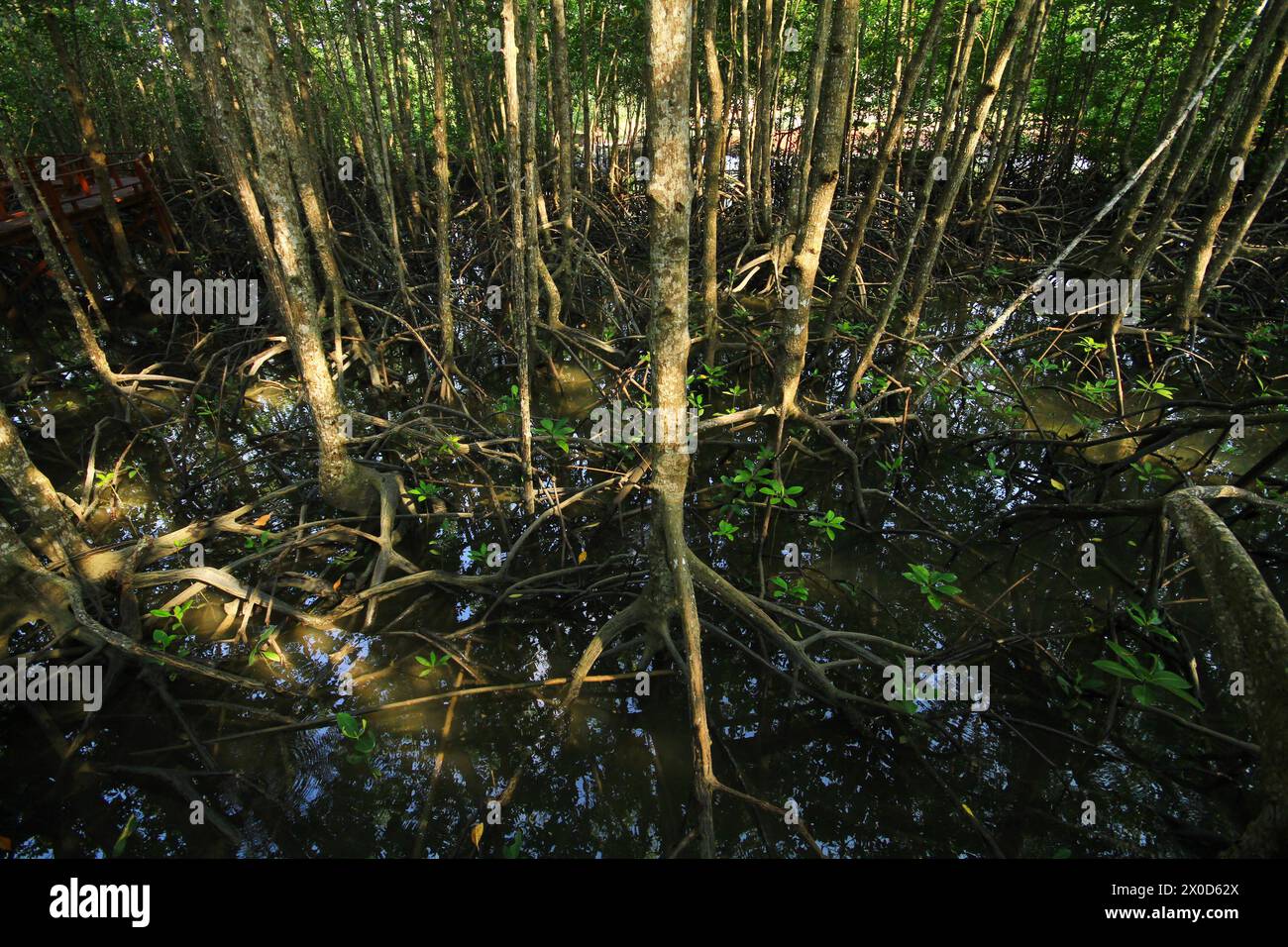 Mangrove forest in mu ko chumphon national park national parks & marine ...