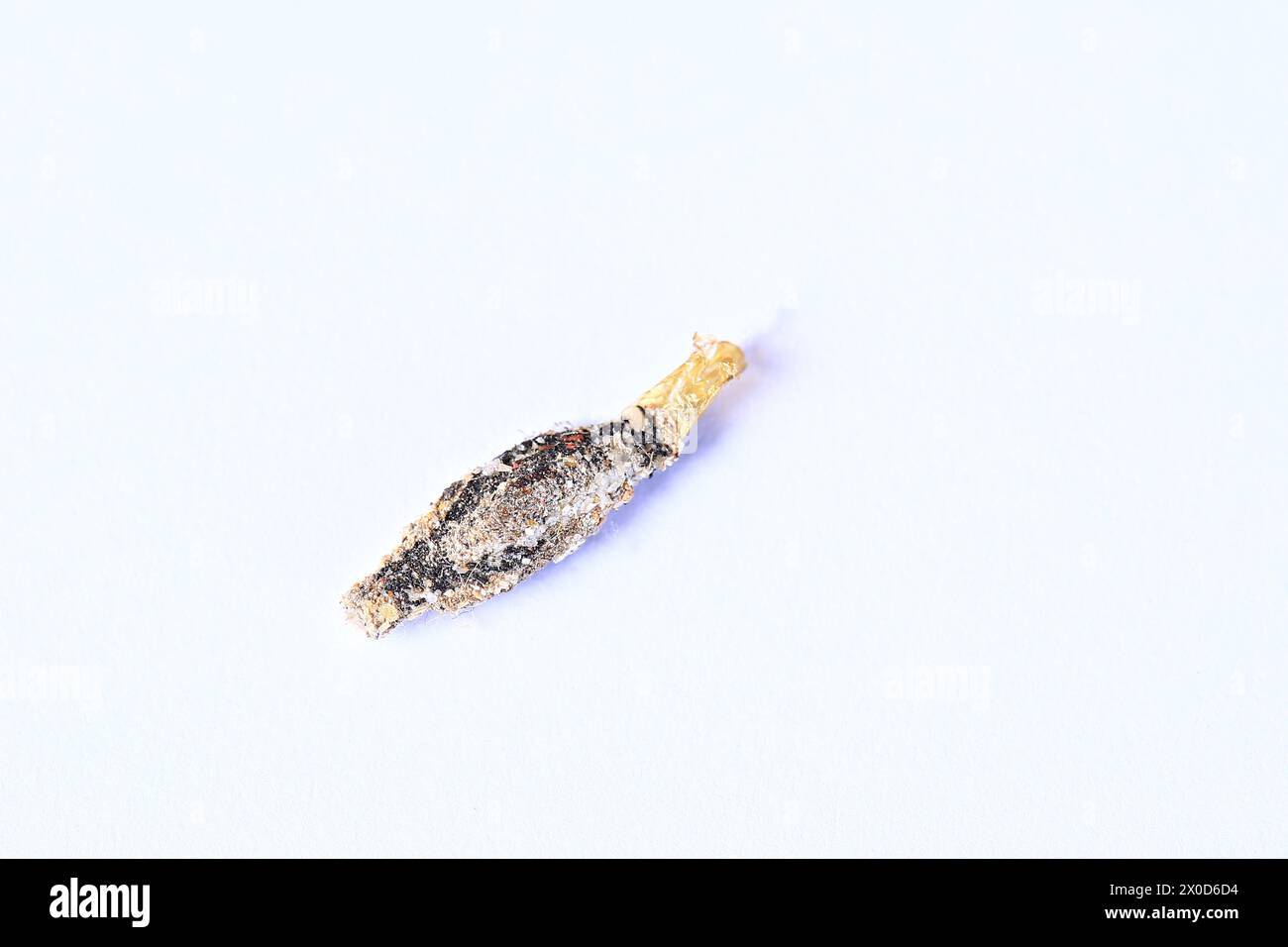 The Plaster Bagworm or Clothes moths, Casing worm on white background ...