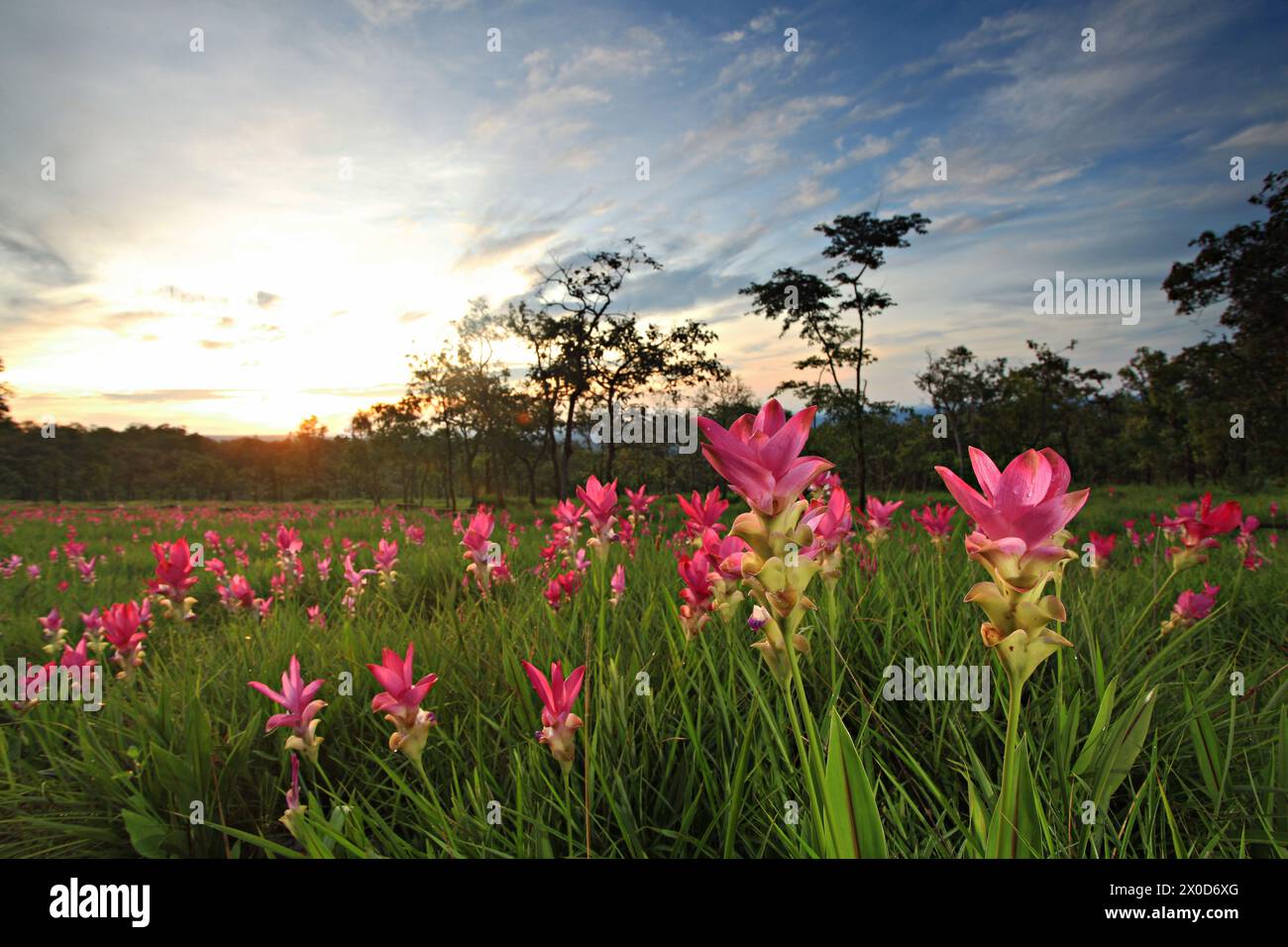 Dok Krachiao (Siam Tulip) flowers bloom festival in Sai Thong National ...