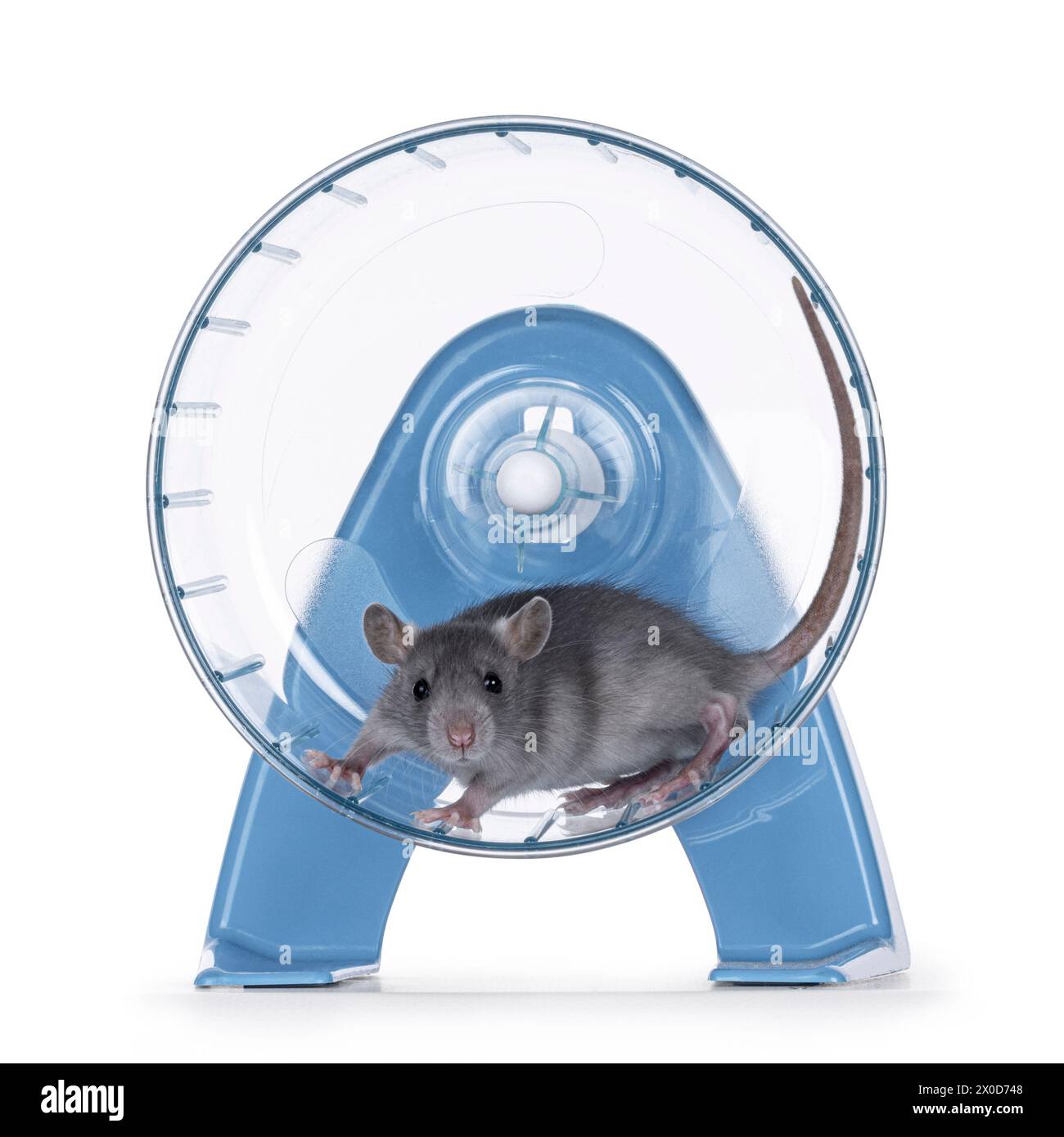 Young blue rat,standing in transparent with blue exercise wheel ...