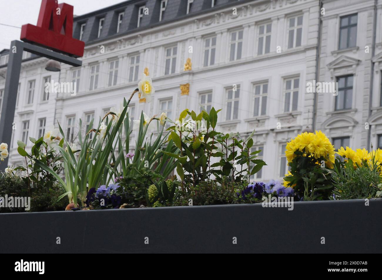 Copenhagen, Denmark /11 April 2024/.Daffodils flowers andothr flowers ...