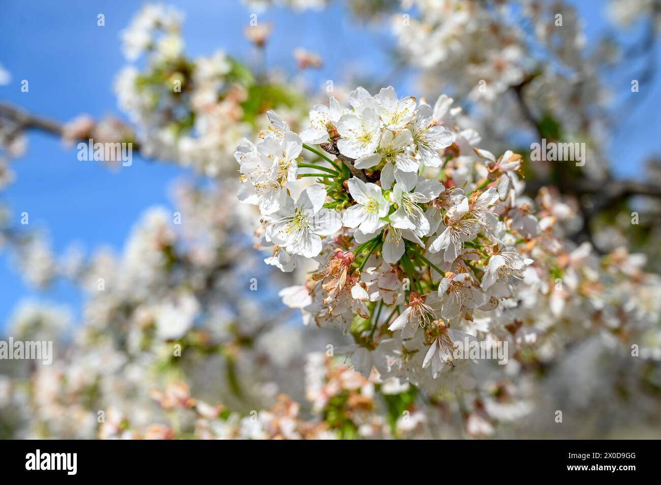 Blooming tree in spring. White flowers of sour cherry. Blooming sour ...