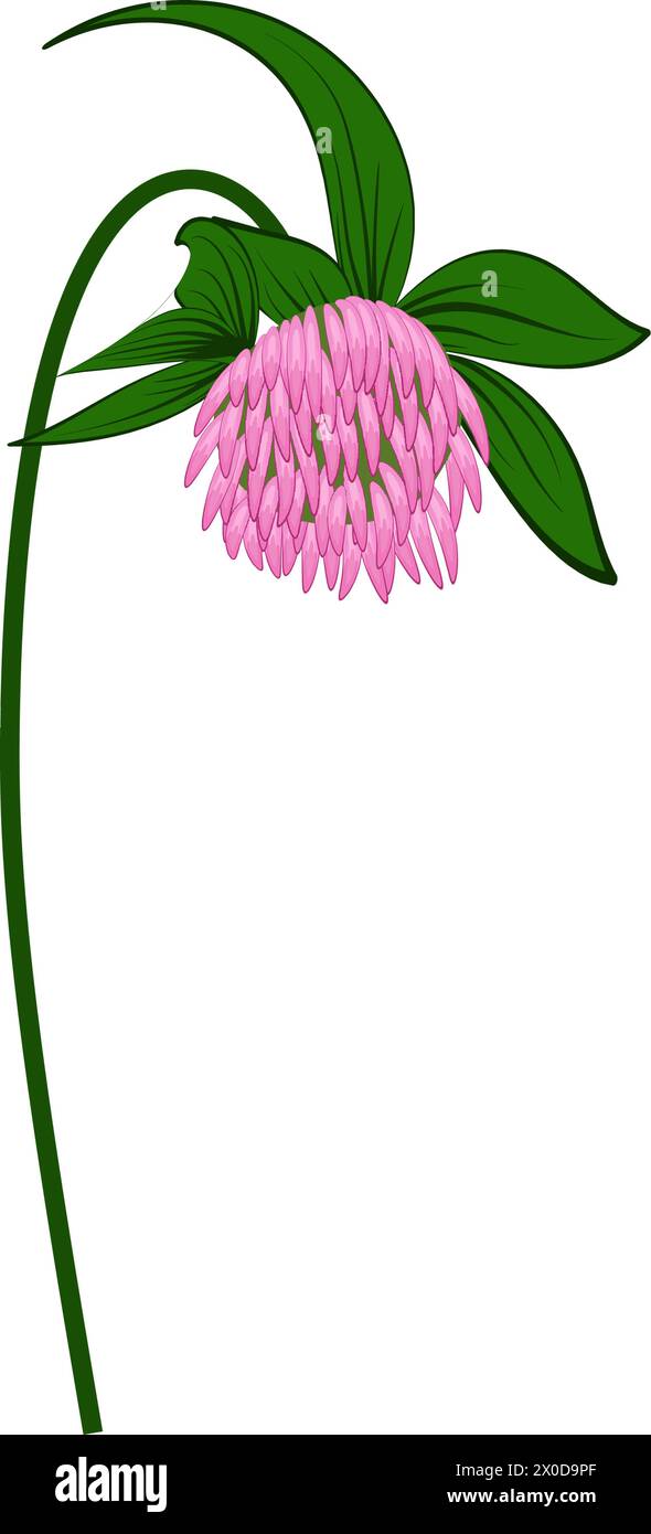 Meadow clover flower. Beautiful flower for making summer and spring ...