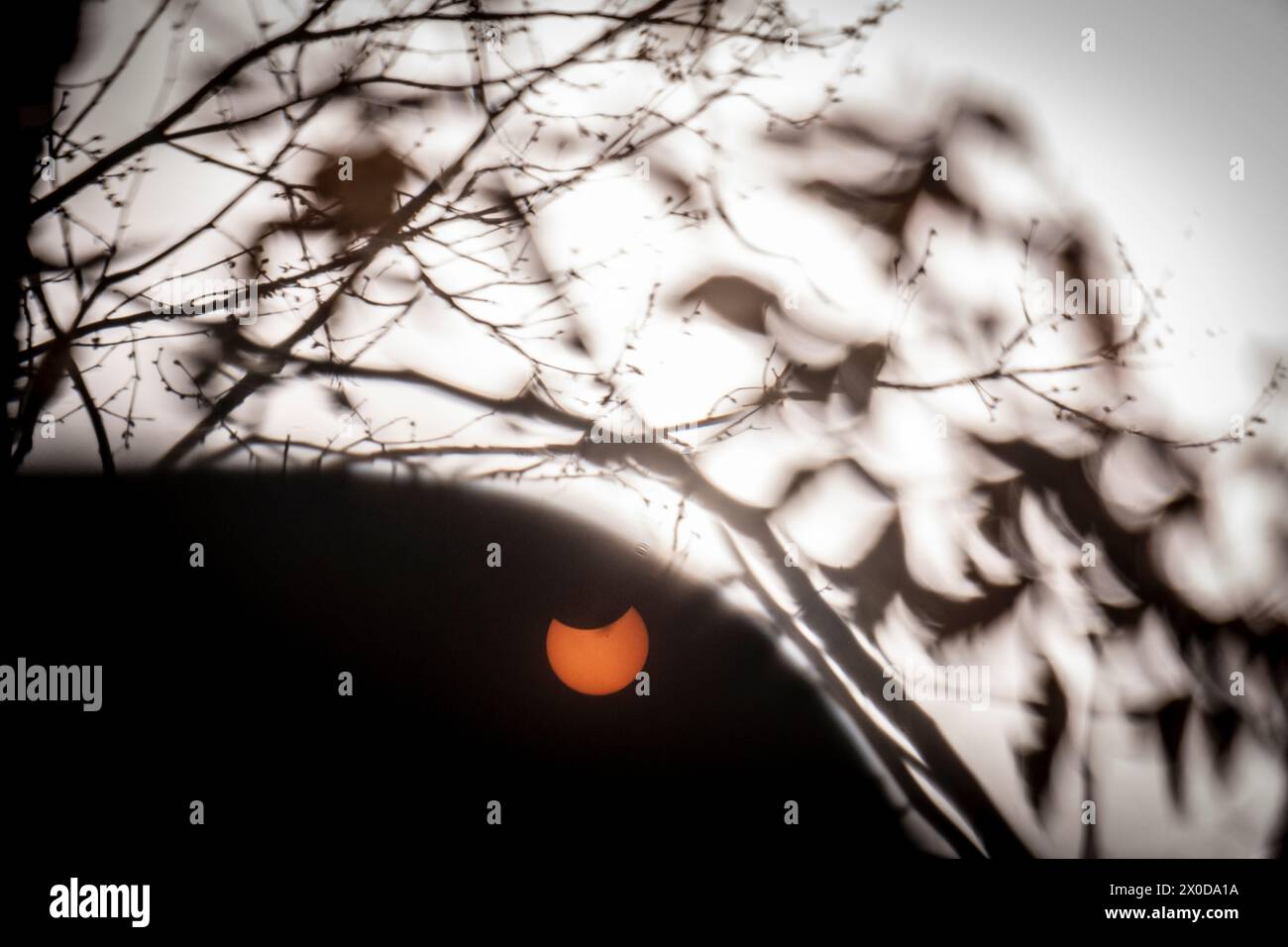 April 2024 solar eclipse seen in a forest in Indiana, USA Stock Photo ...