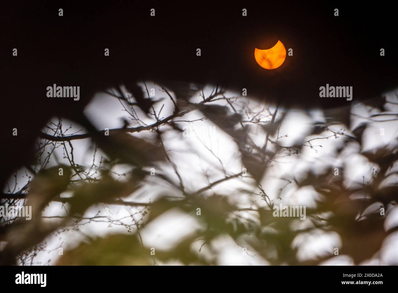 April 2024 solar eclipse seen in a forest in Indiana, USA Stock Photo ...