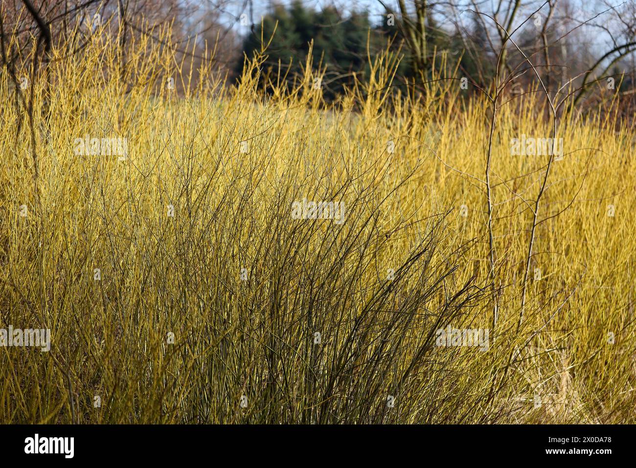 Yellow grass bushes in hi-res stock photography and images - Alamy