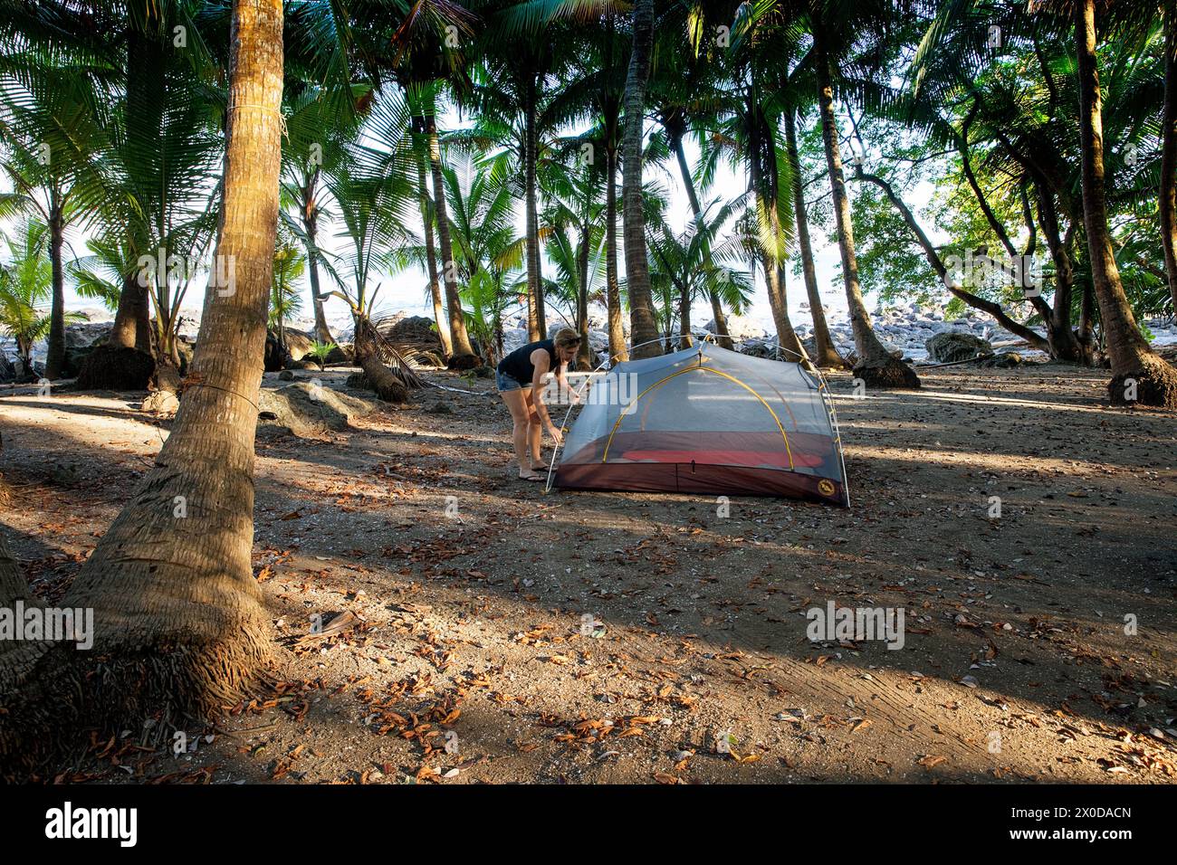 Woman setting up a tent under palm trees with sea view on idyllic ...