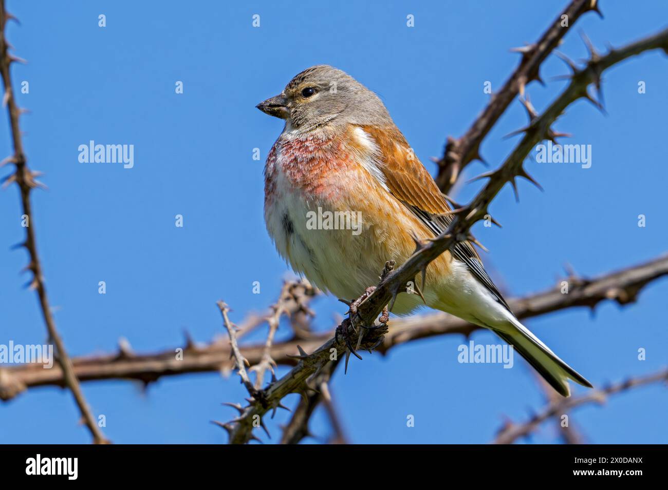 Thorn birds hi-res stock photography and images - Alamy