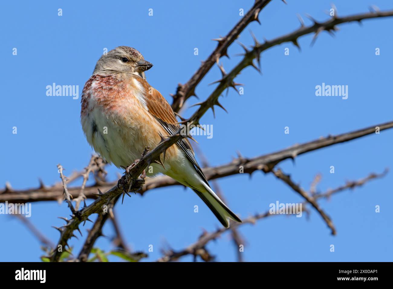 Common linnet (Linaria cannabina / Carduelis cannabina) male in ...
