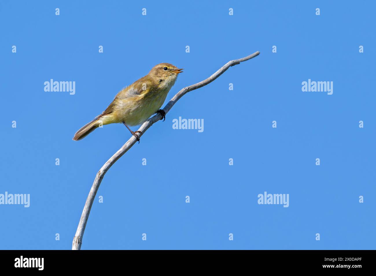 Common chiffchaff (Phylloscopus collybita) singing from dead branch in ...