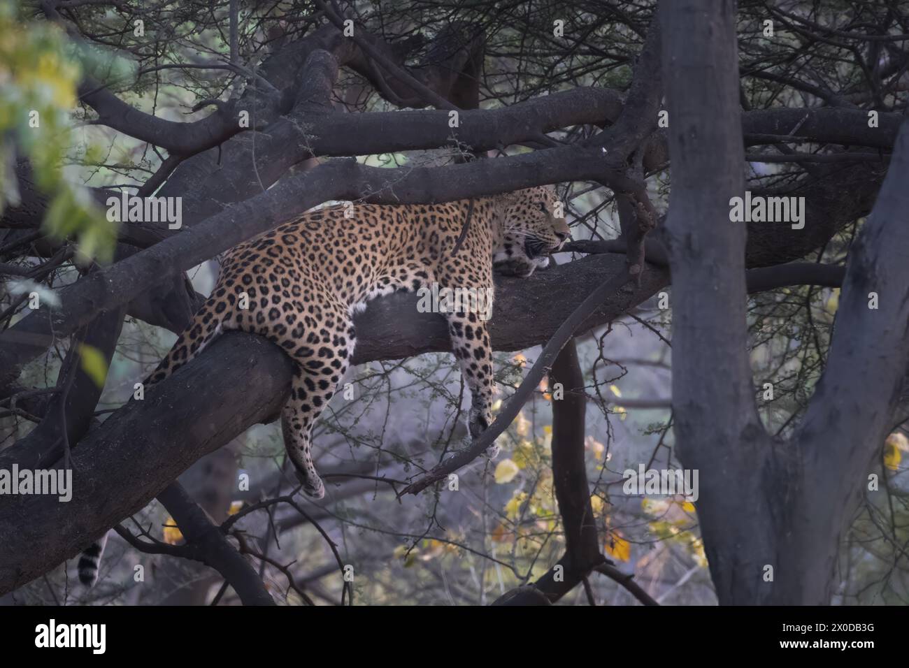 Indian leopard resting on a tree at Jhalana Reserve in Rajasthan India ...