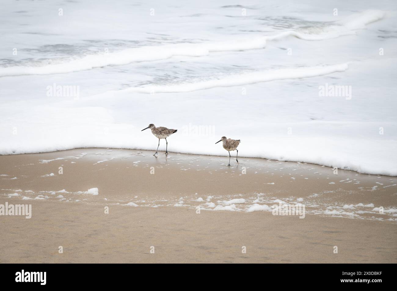 Two sandpiper birds on sandy beach running from a wave Stock Photo - Alamy