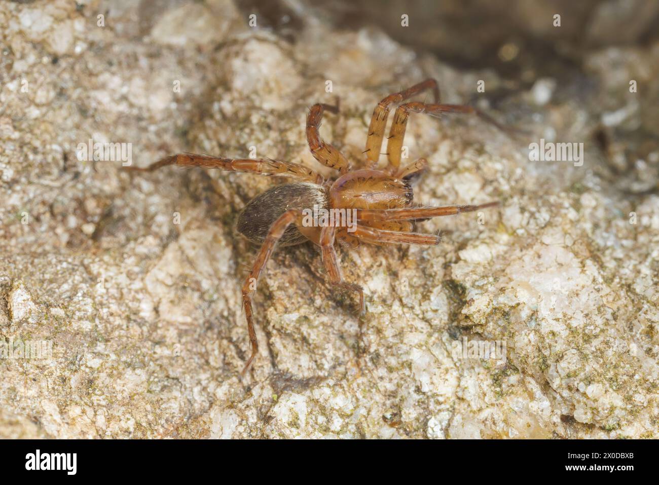 Anyphaenid Spider (Anyphaena sp Stock Photo - Alamy