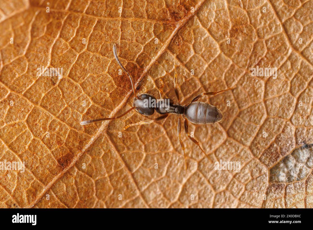 Odorous House Ant (Tapinoma sessile Stock Photo - Alamy