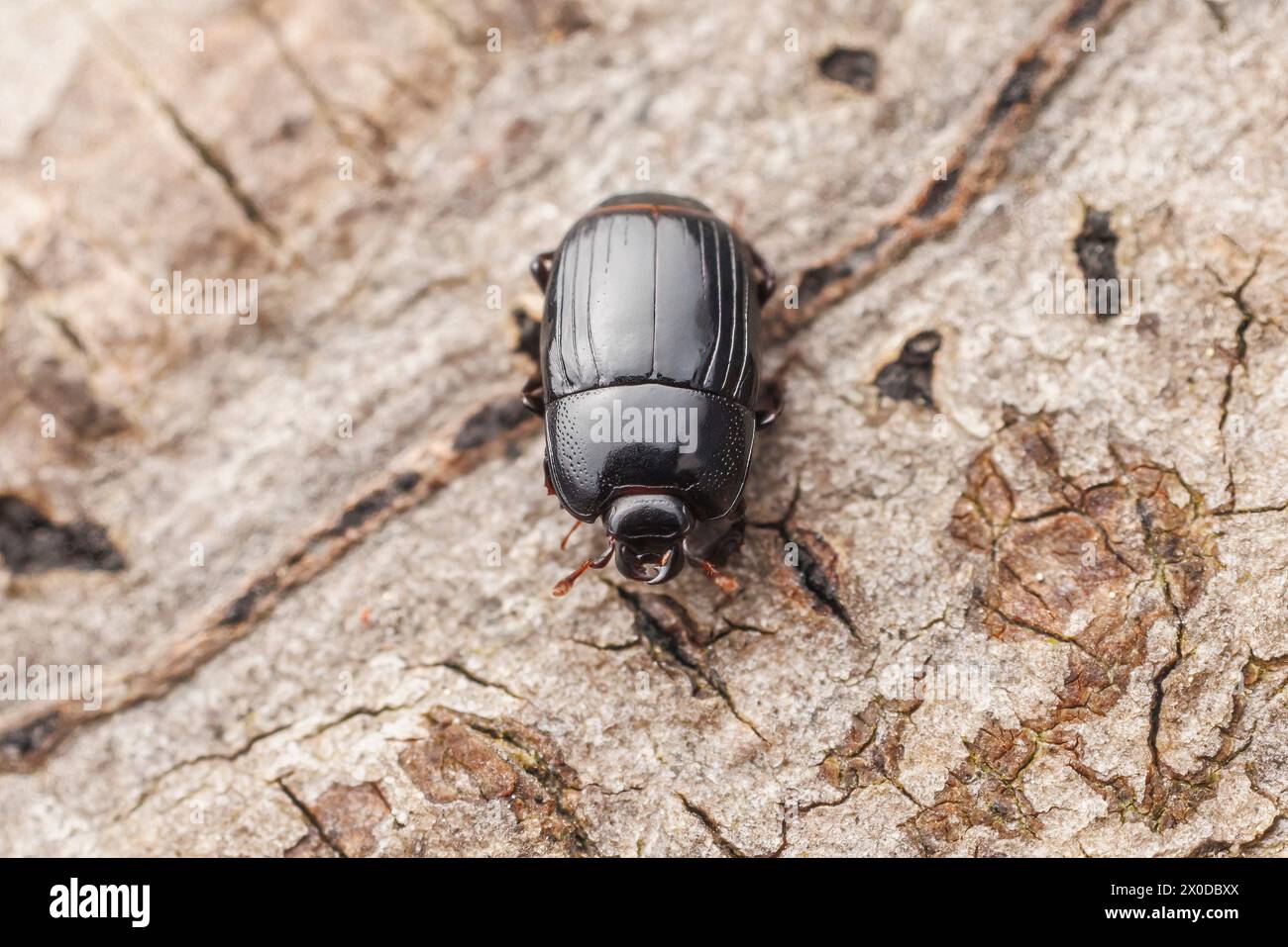 Histeridae hi-res stock photography and images - Alamy