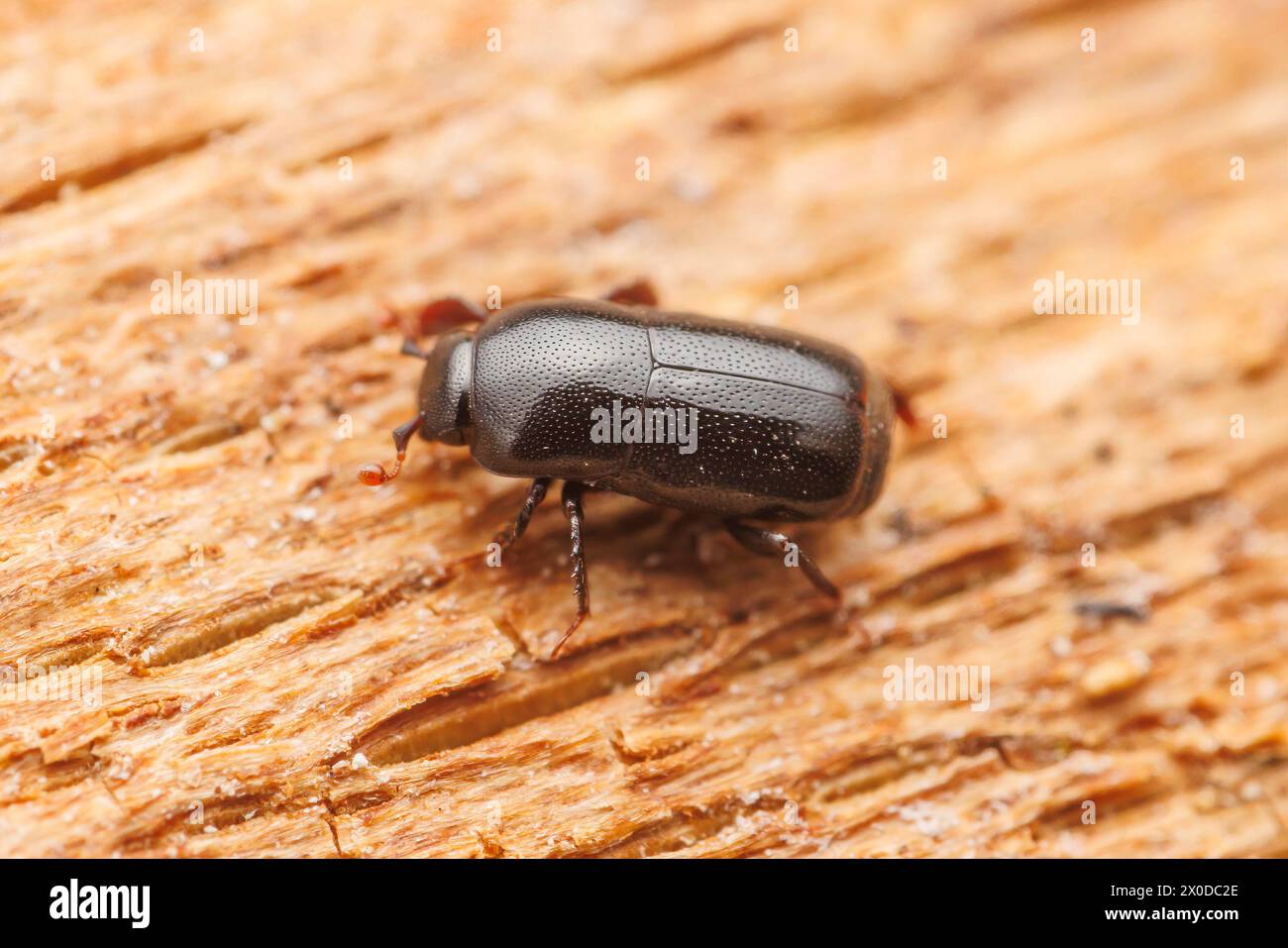Histerid Beetle (Teretrius sp Stock Photo - Alamy