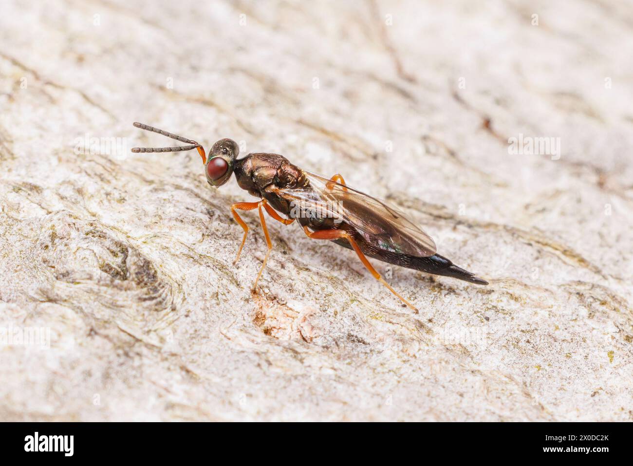 Pteromalid Wasp (Plutothrix sp.) - Female Stock Photo - Alamy