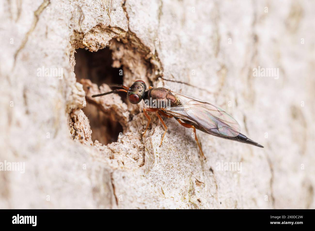 Pteromalid Wasp (Plutothrix sp.) - Female Stock Photo - Alamy
