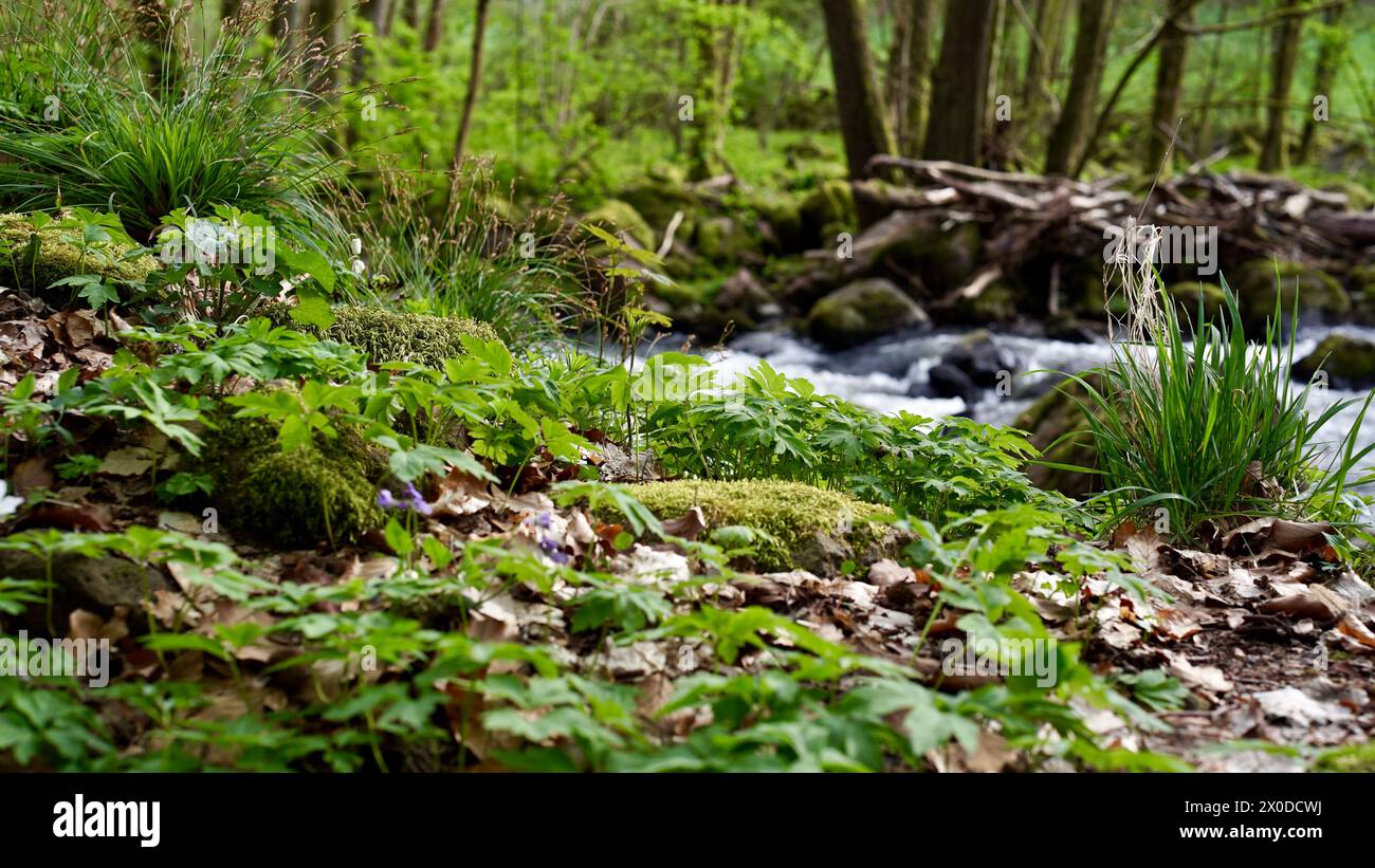 Forest stream fresh spring water hi-res stock photography and images ...