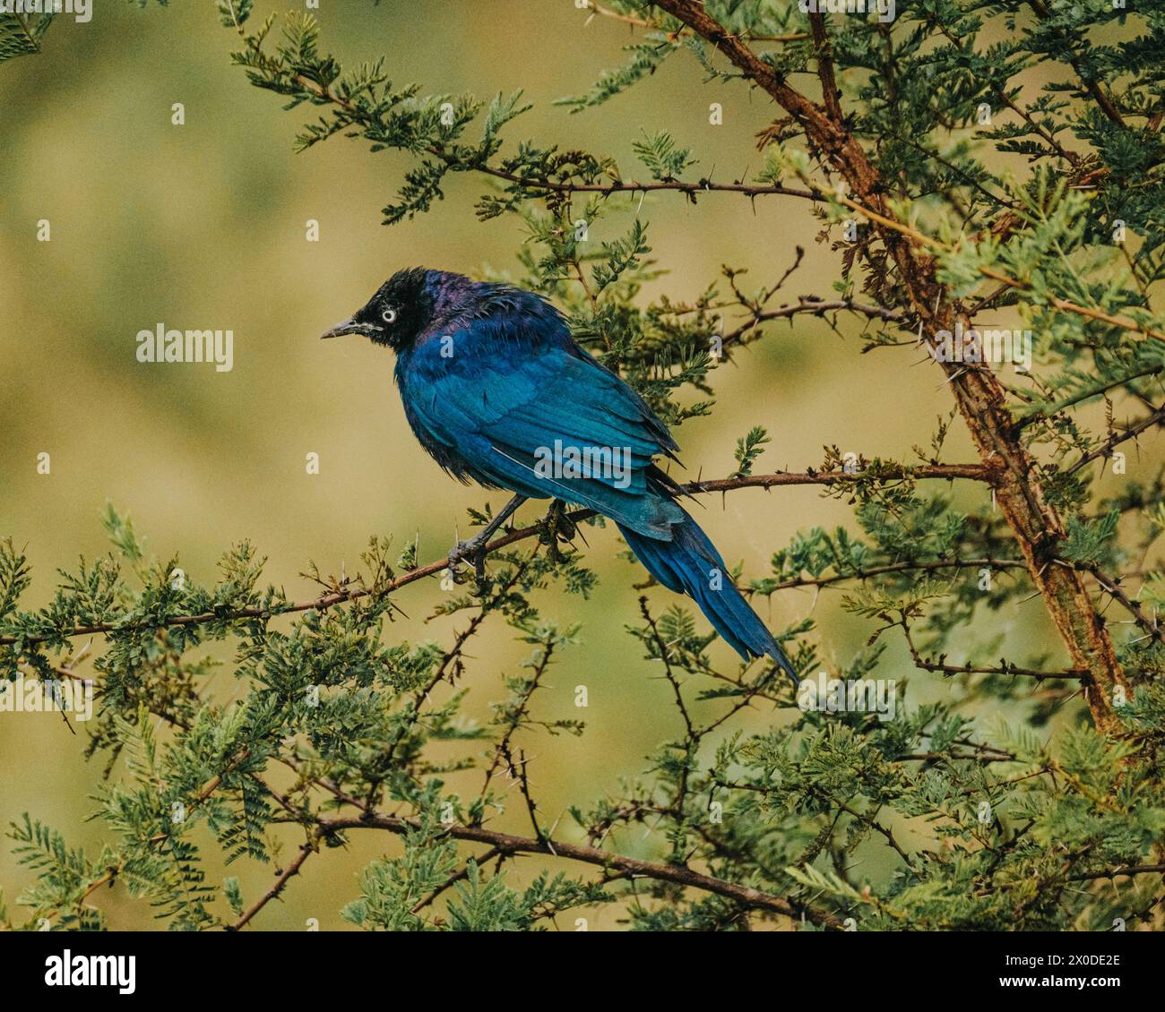 Splendid Starling perched, its iridescence dazzling in Uganda's wild ...