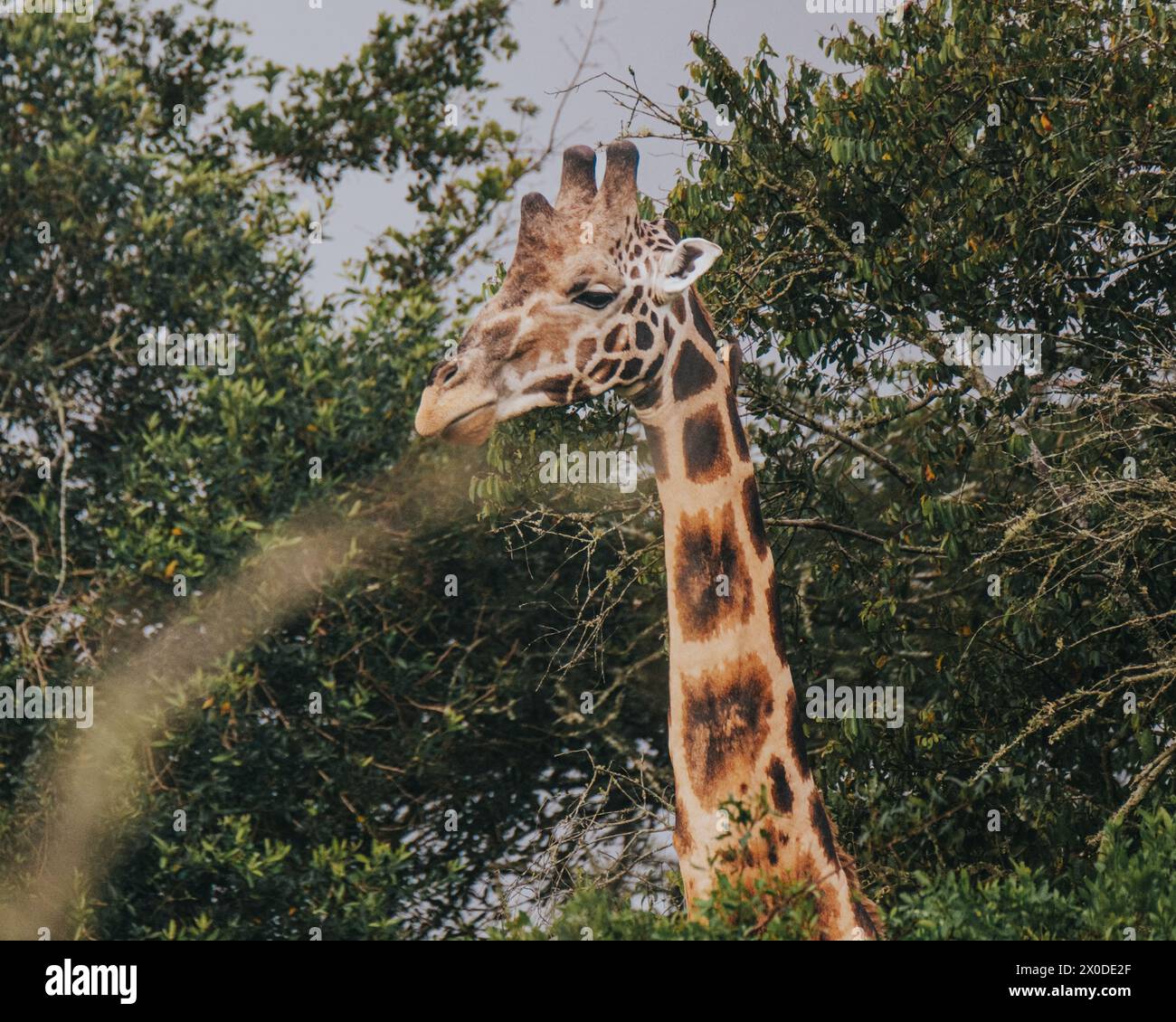 Giraffe in Ugandan savanna, grazing among acacia trees Stock Photo - Alamy