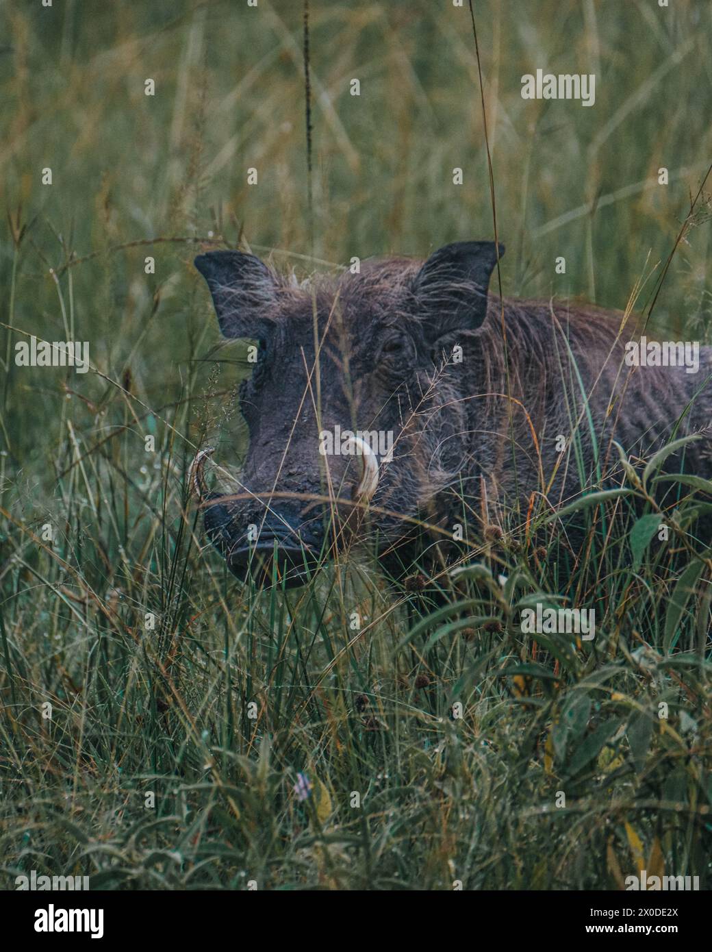 Warthog in Ugandan grasslands Stock Photo - Alamy