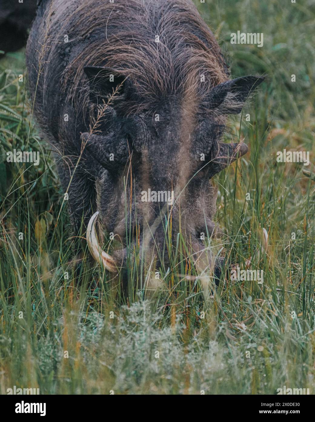 Warthog in Ugandan grasslands Stock Photo - Alamy
