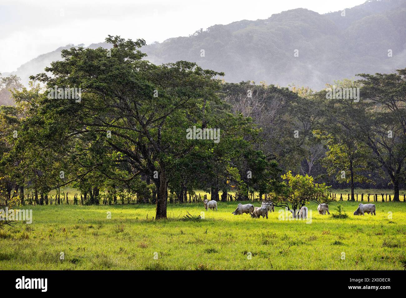 Spectacular valley on Nicoya peninsula, green pasture with cows ...