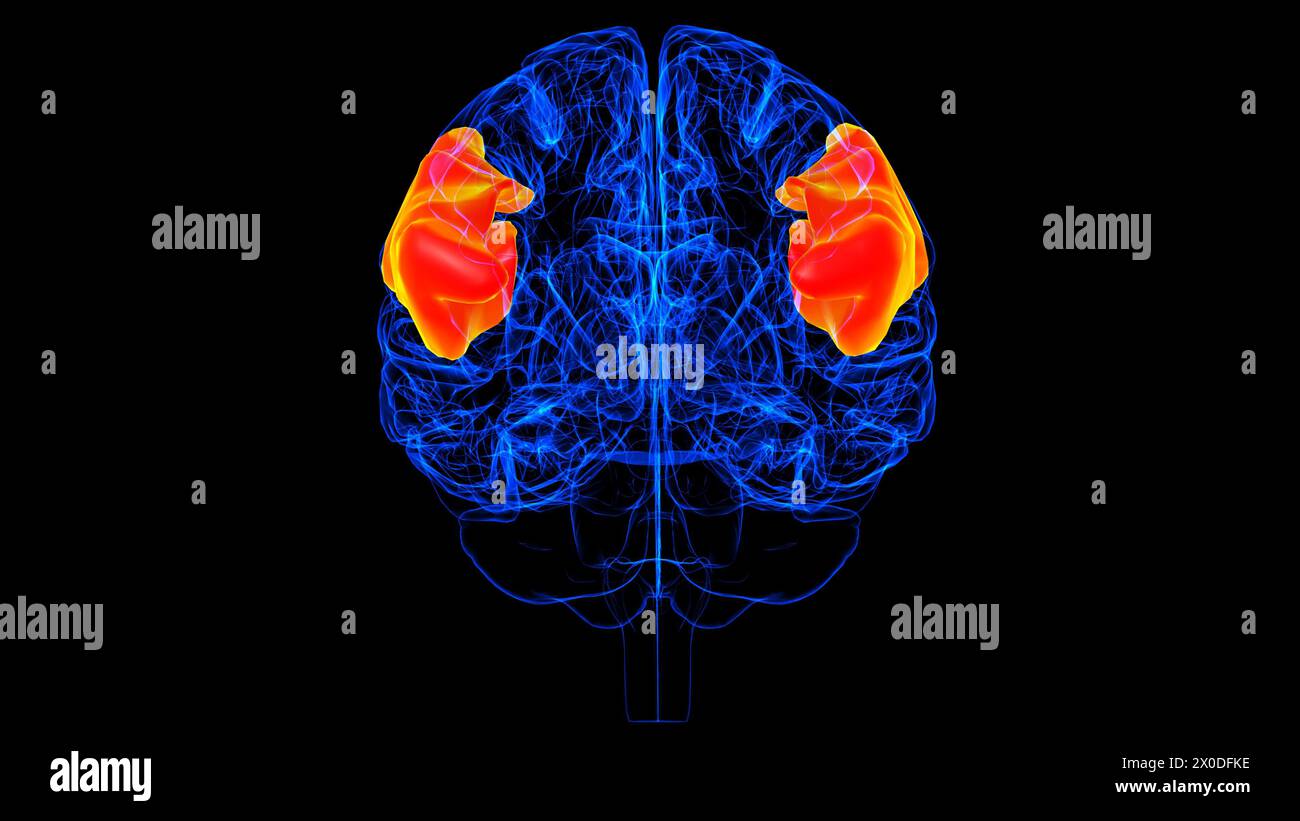 Brain inferior frontal gyrus Anatomy For Medical Concept 3D ...