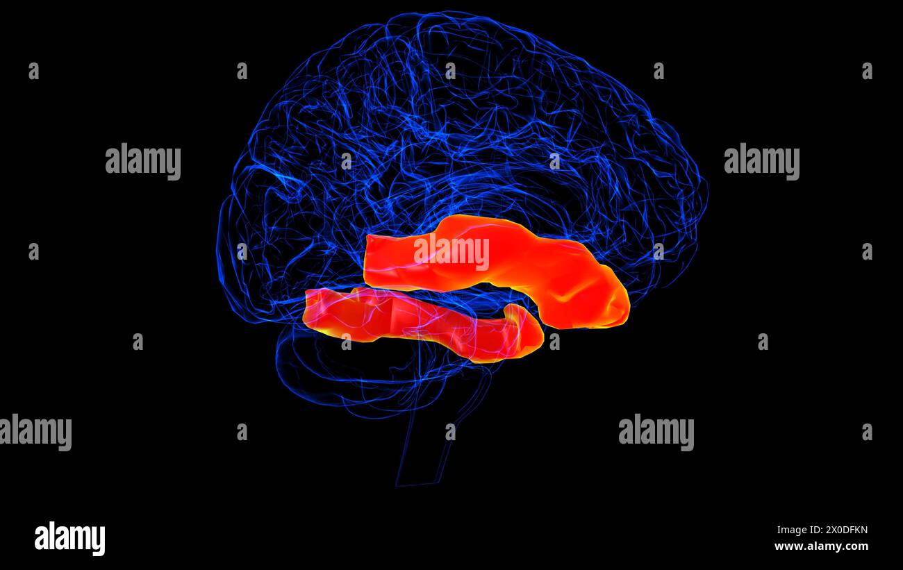 Brain inferior temporal gyrus Anatomy For Medical Concept 3D ...