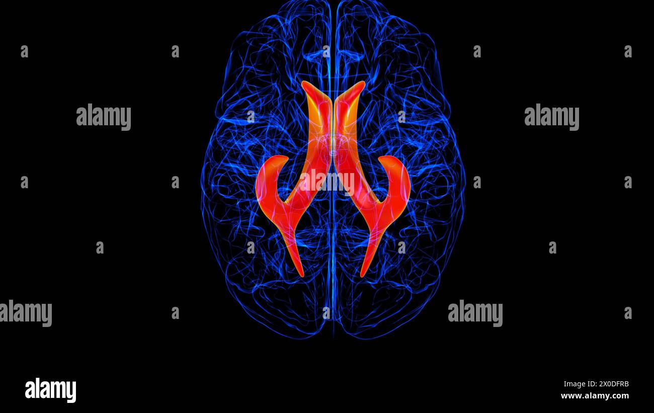 Brain lateral ventricle Anatomy For Medical Concept 3D illustration ...