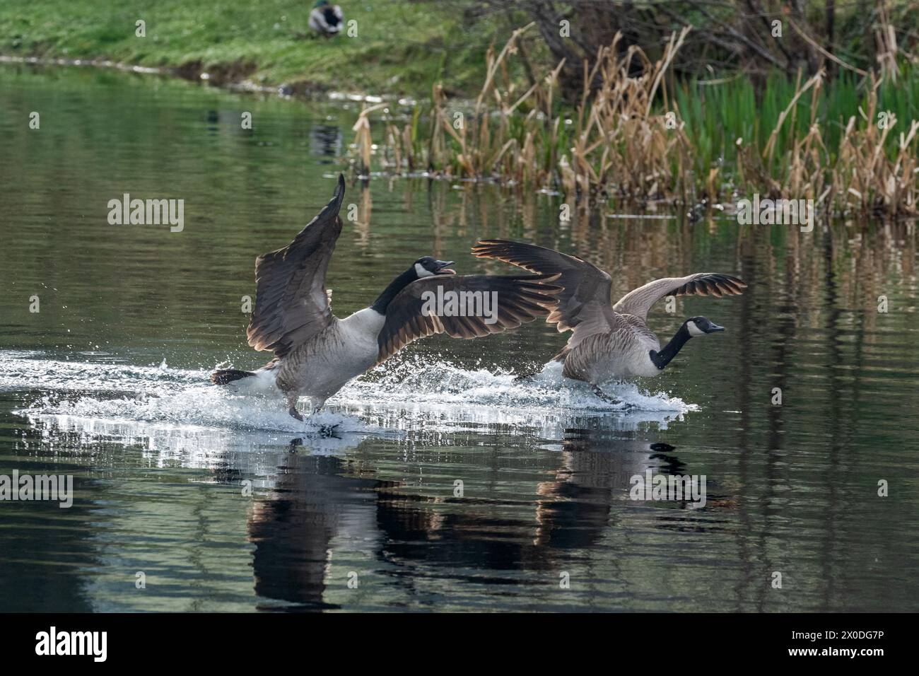 Canada Goose (geese. Branta canadensis) aggression. The resident pair ...