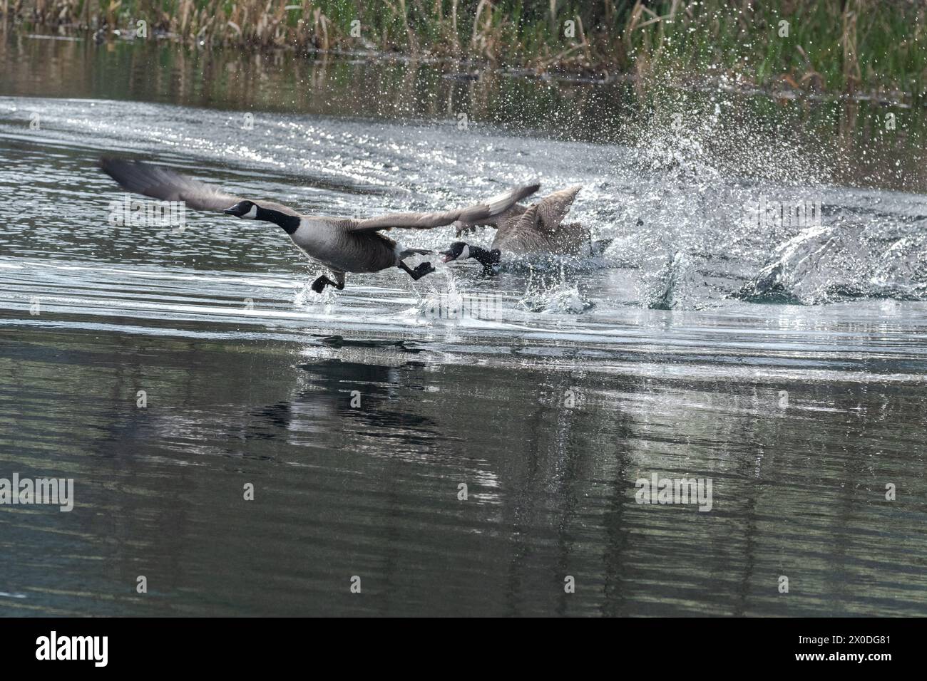 Canada Goose (geese. Branta canadensis) aggression. The resident pair ...