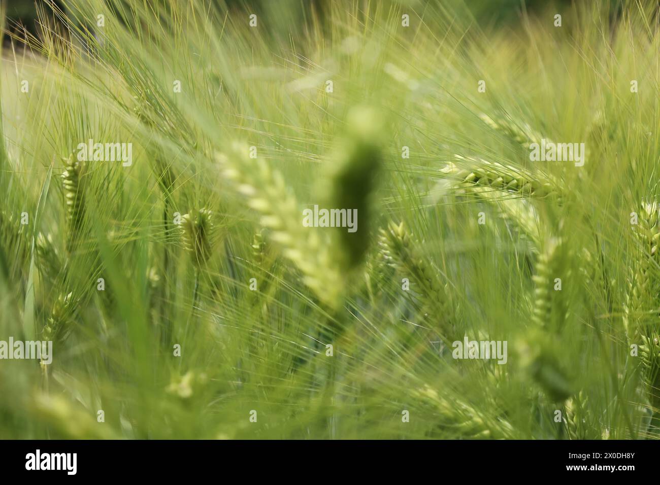 Long agricultural field growing hi-res stock photography and images - Alamy