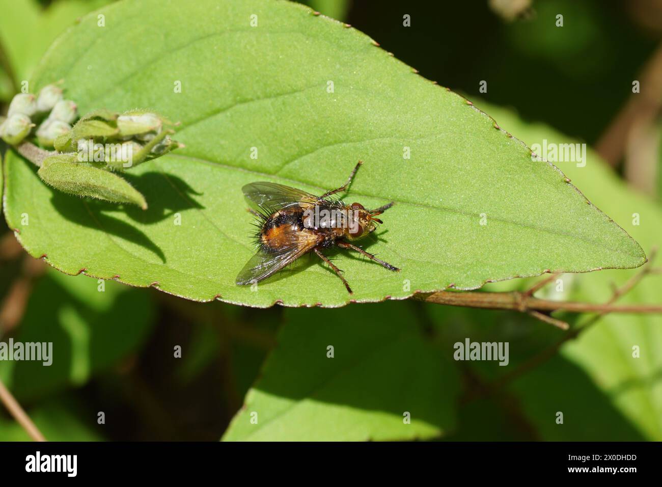Tachina fera, or Tachina magnicornis (very similar) on the shrub ...